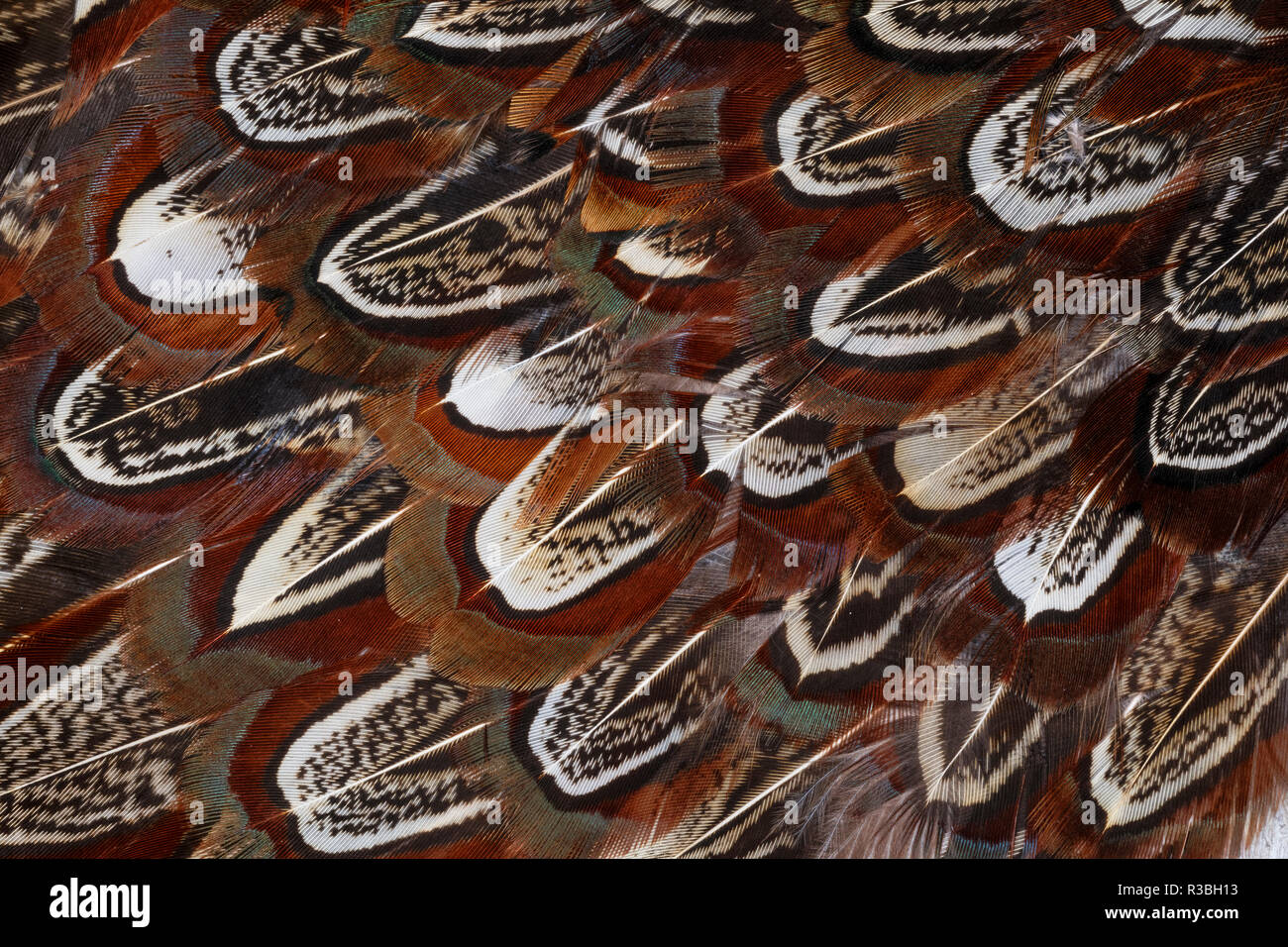 Nature pattern hi-res stock photography and images - Alamy