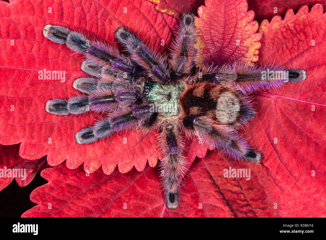 Chilean Rose Haired Tarantula, Grammostola rosea Stock Photo - Alamy