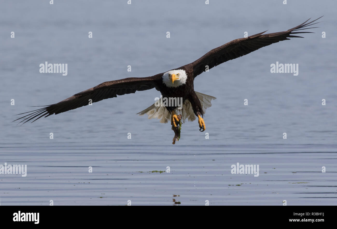 Bald Eagle with meal Stock Photo - Alamy