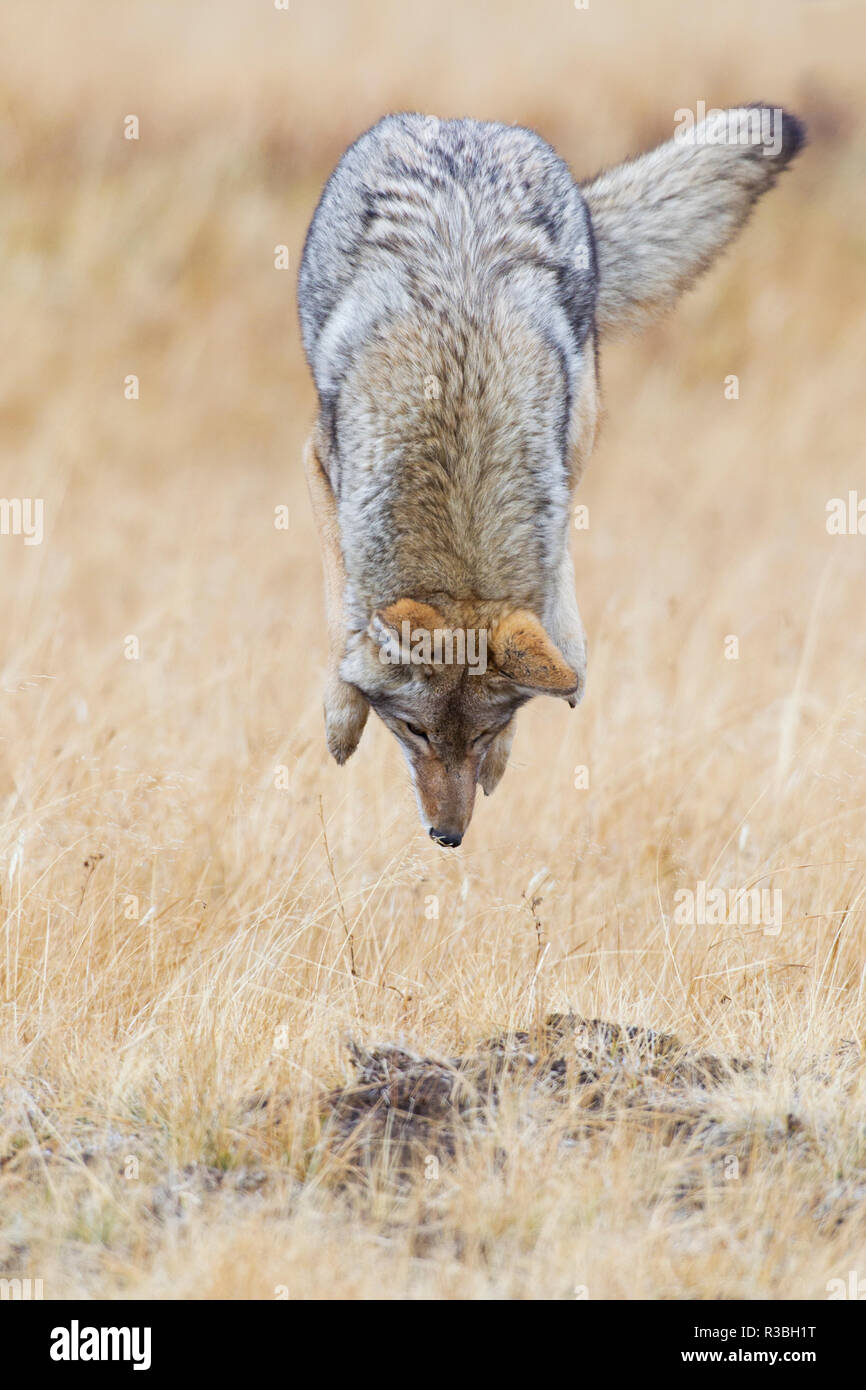 Coyote pouncing hi-res stock photography and images - Alamy