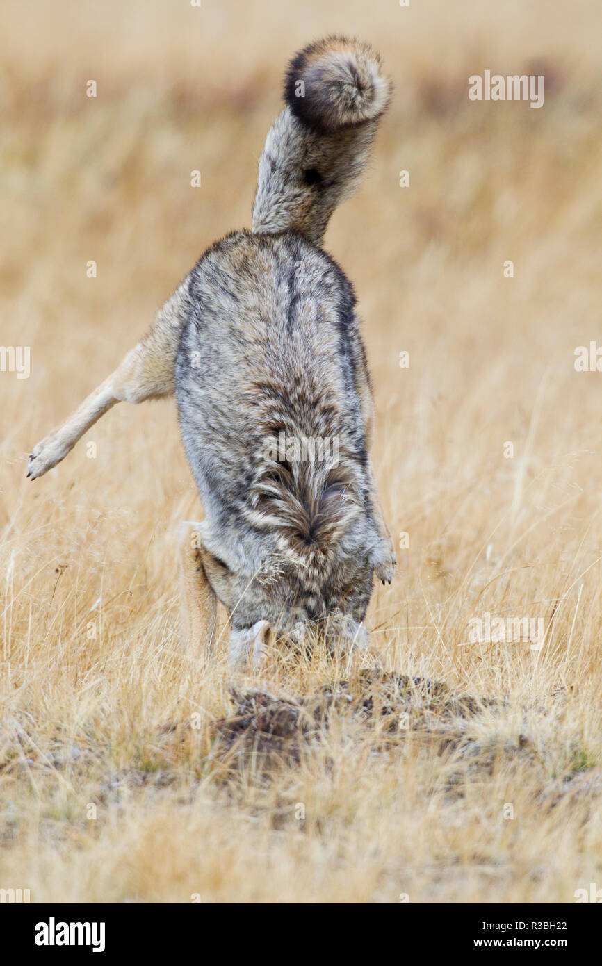 Coyote pouncing hi-res stock photography and images - Alamy
