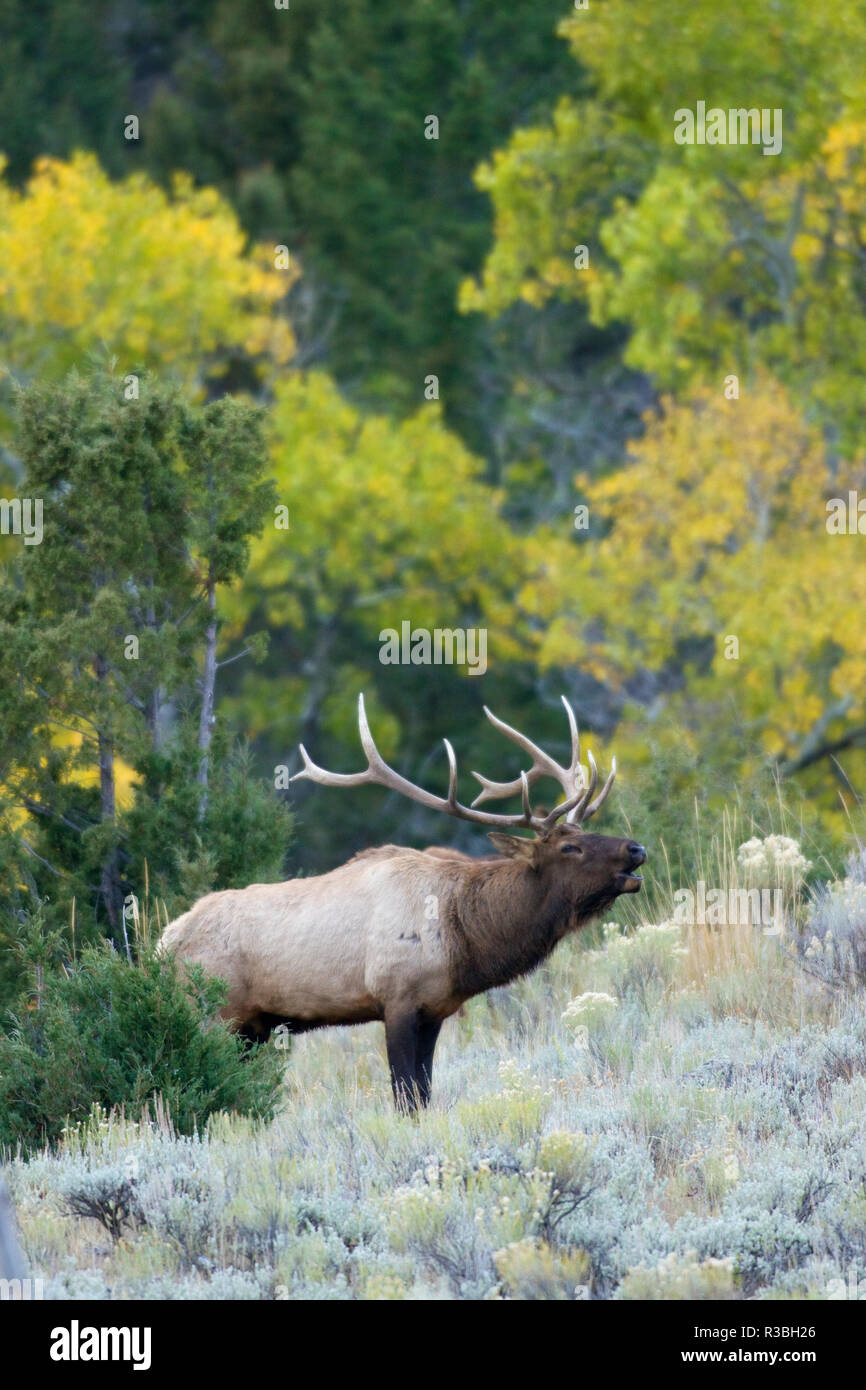 Bull Elk bugling Stock Photo - Alamy