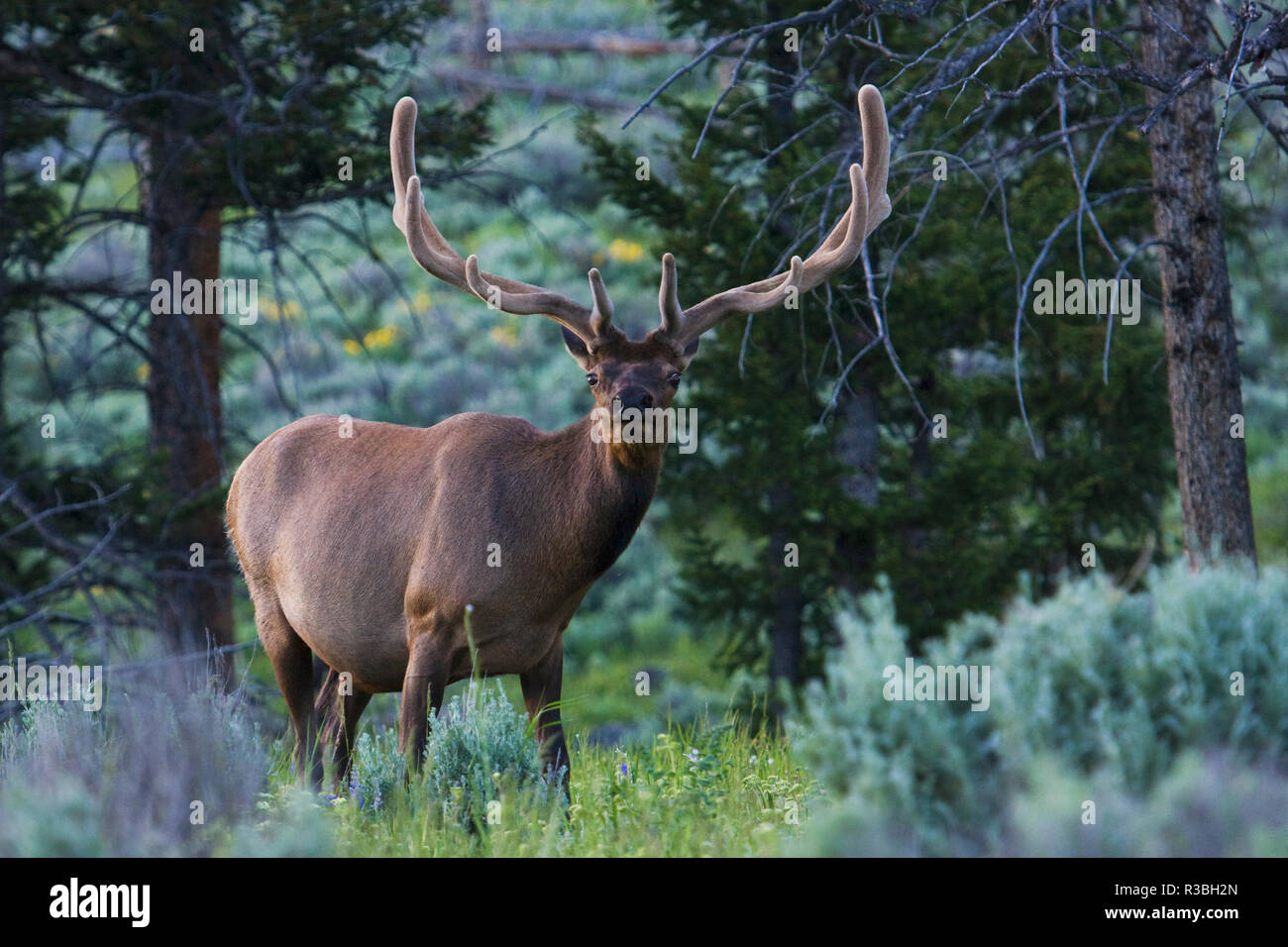 Rocky Mountain Bull Elk, Summer Velvet Stock Photo - Alamy