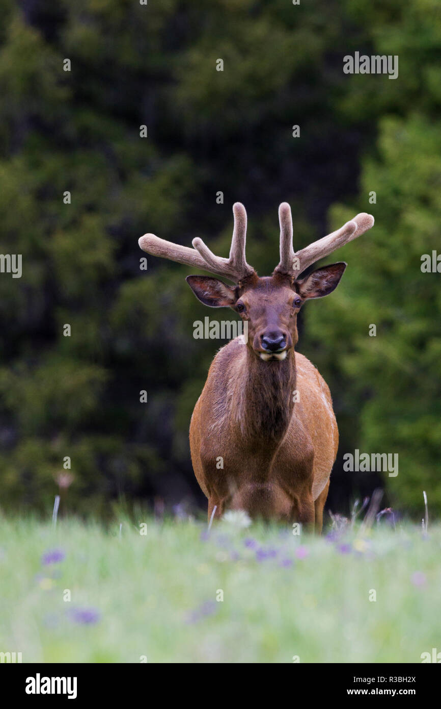 Curious young bull elk Stock Photo - Alamy