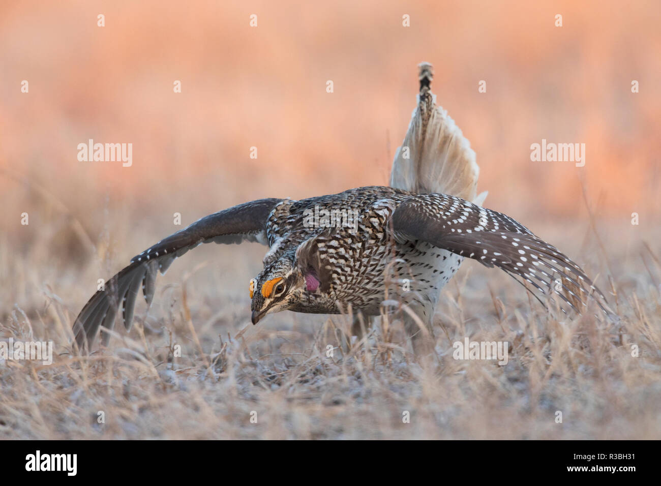 Sharp tailed grouse lek hi-res stock photography and images - Alamy