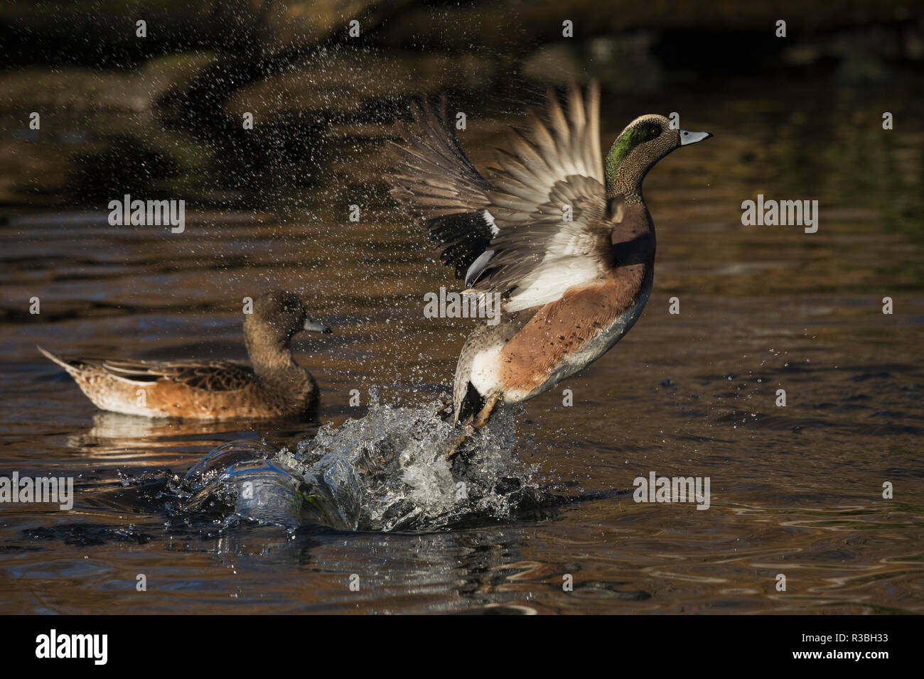American Wigeon flying Stock Photo - Alamy