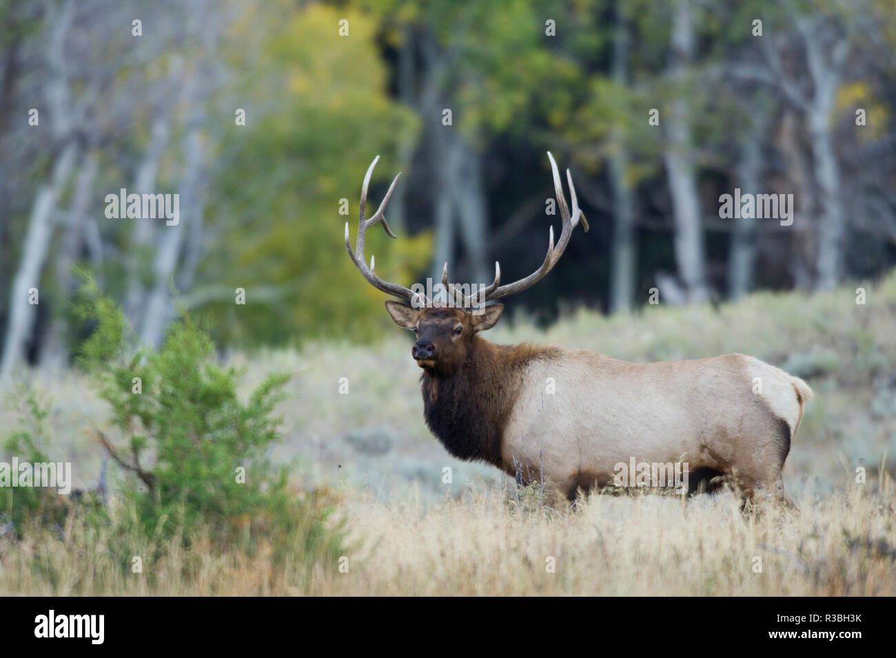Bull elk, autumn color Stock Photo - Alamy