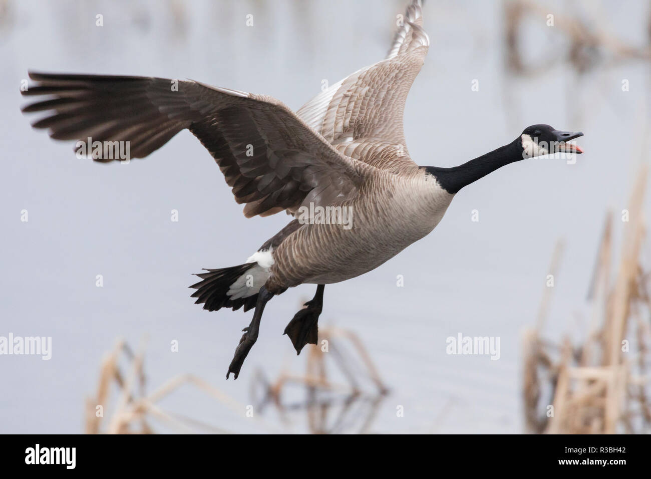 Canada goose flying Stock Photo - Alamy