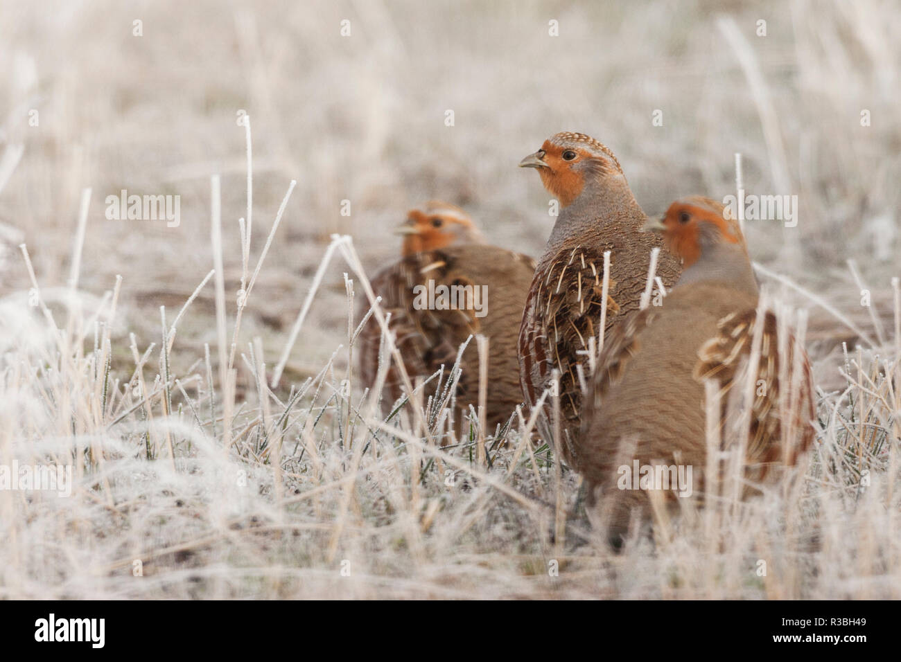 Gray partridge covey Stock Photo - Alamy