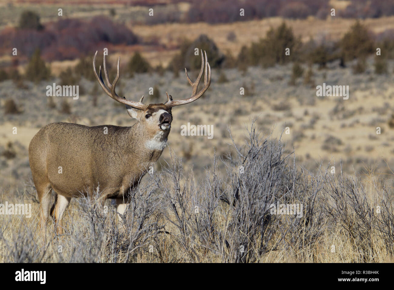 Mule deer buck Stock Photo - Alamy