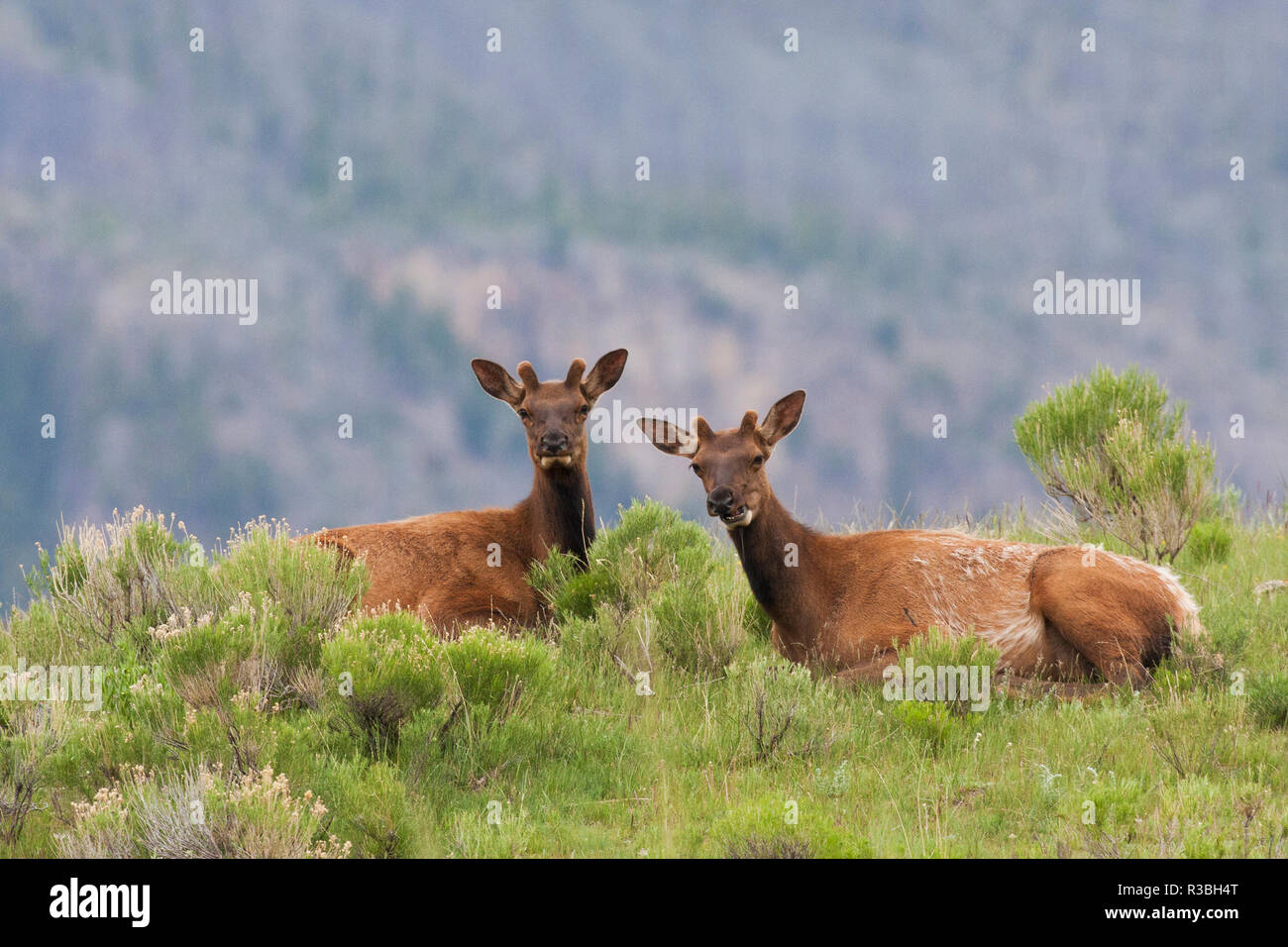 Young bull elk resting together Stock Photo - Alamy