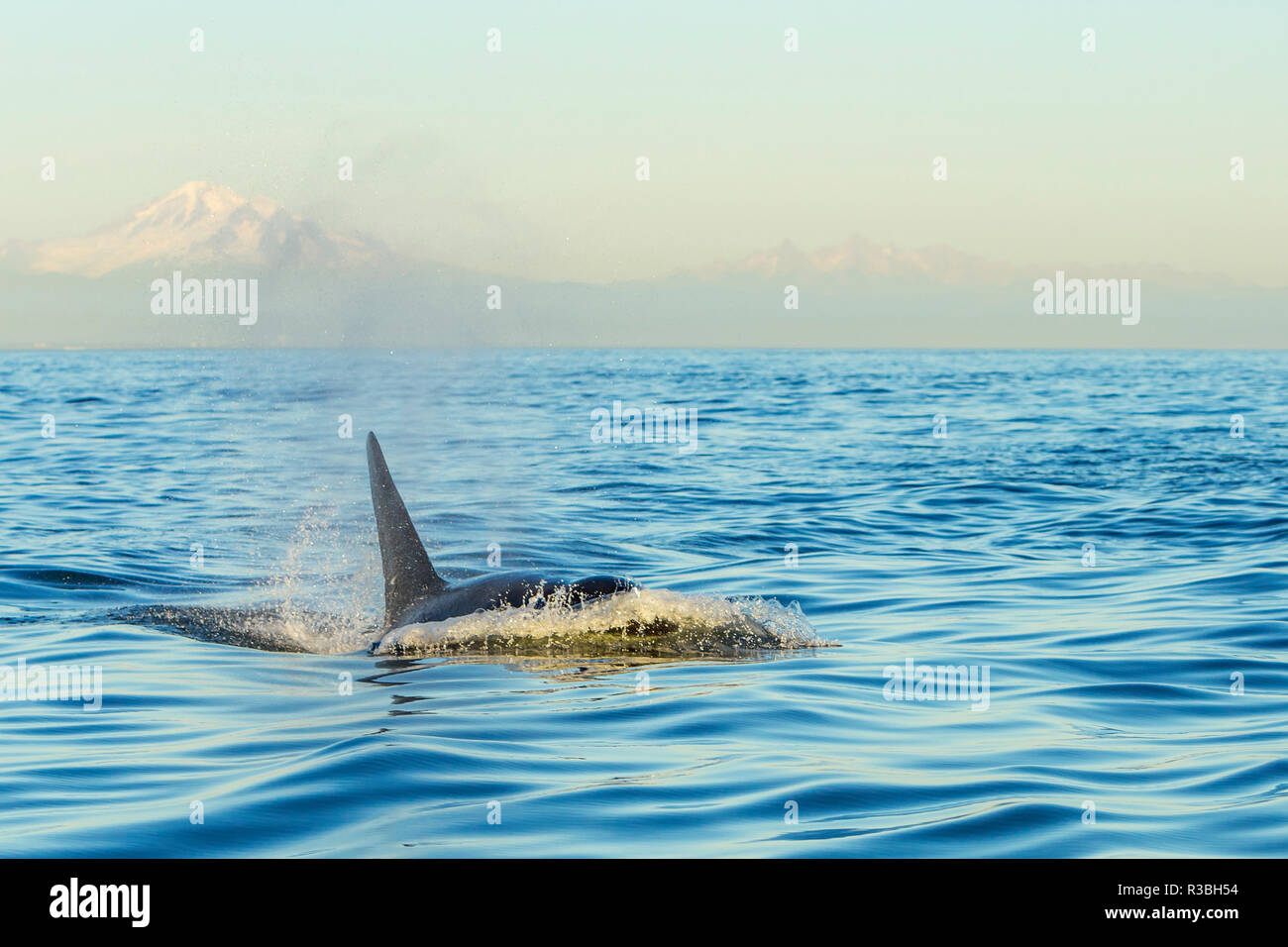 Transient Orca Killer Whales (Orca orcinus), Pacific Northwest Stock ...