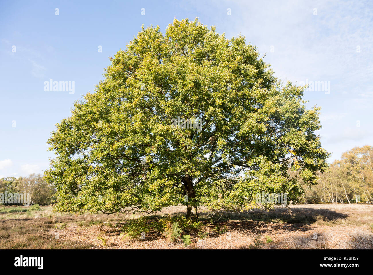 Single oak tree, quercus robur, standing in Suffolk Sandlings heathland ...
