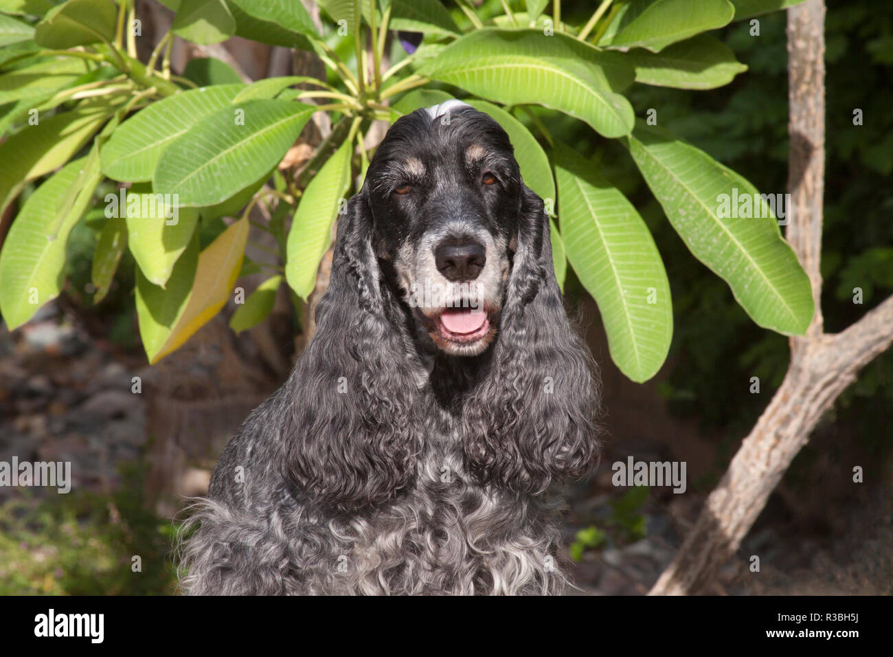 Portrait of a Cocker Spaniel (PR Stock Photo - Alamy