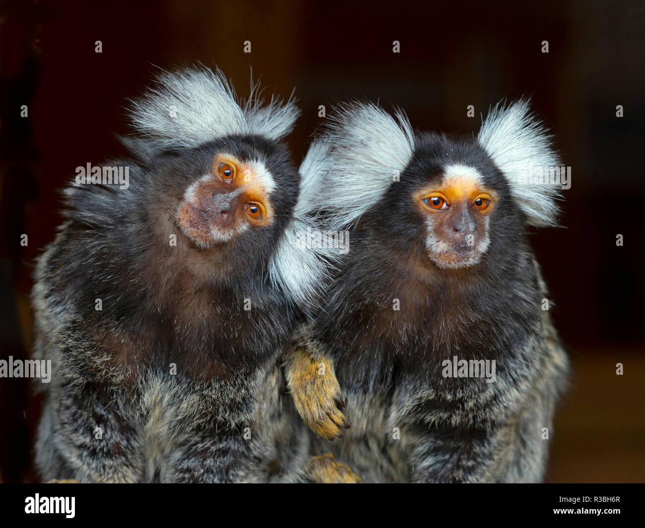Common marmoset Callithrix jacchus CAPTIVE Stock Photo - Alamy
