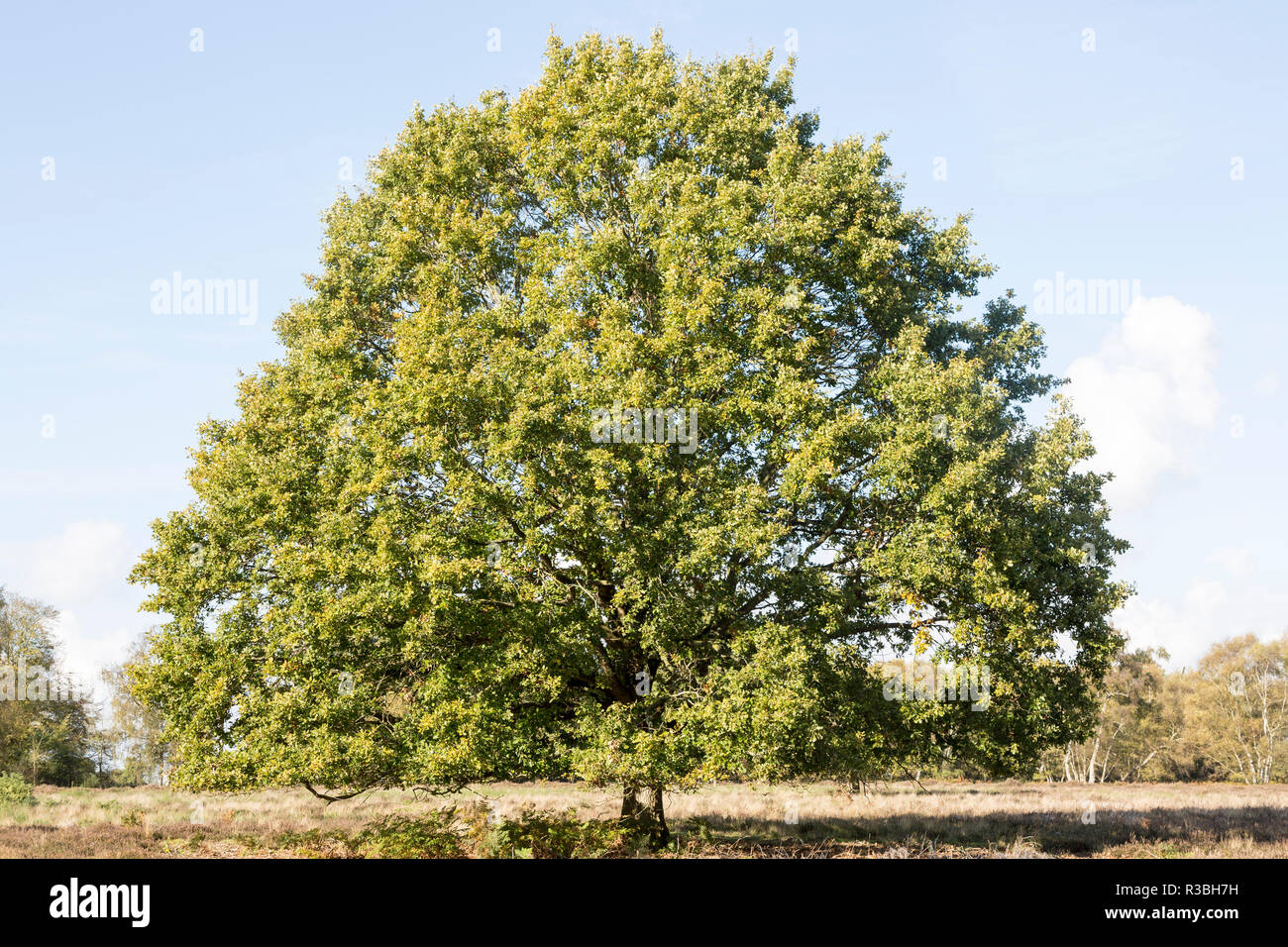Single oak tree, quercus robur, standing in Suffolk Sandlings heathland ...
