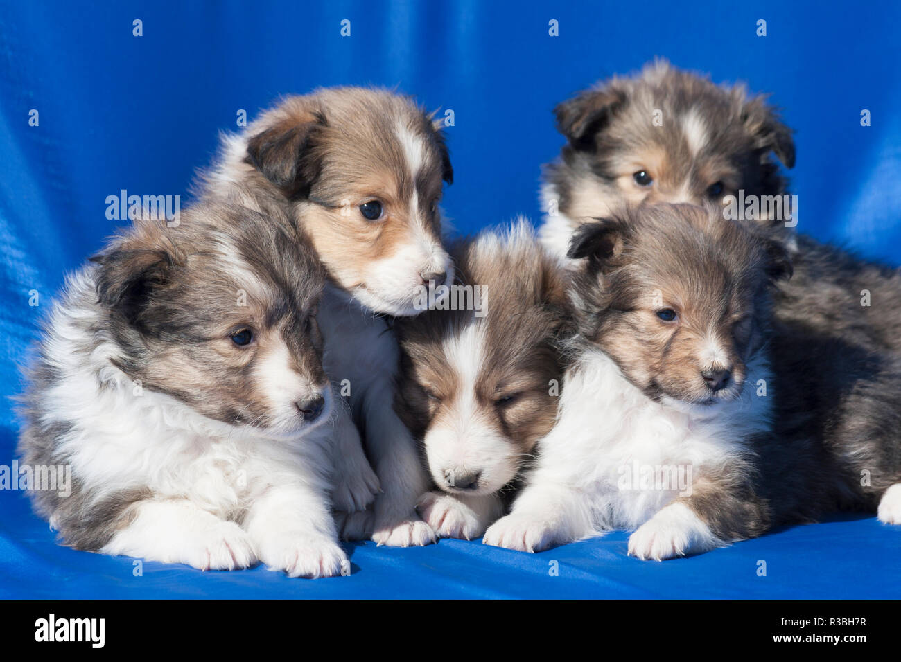 Shetland Sheepdog puppies (PR Stock Photo - Alamy