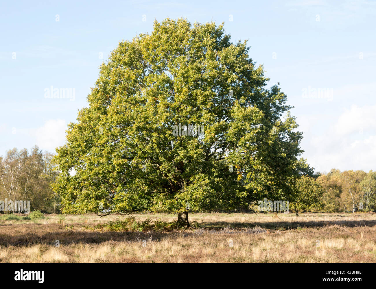 Single oak tree, quercus robur, standing in Suffolk Sandlings heathland ...