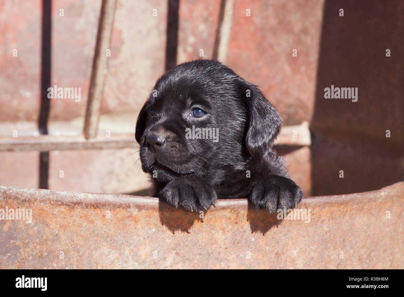 Black Labrador Retriever puppy peeking out of a barrel (PR Stock Photo ...