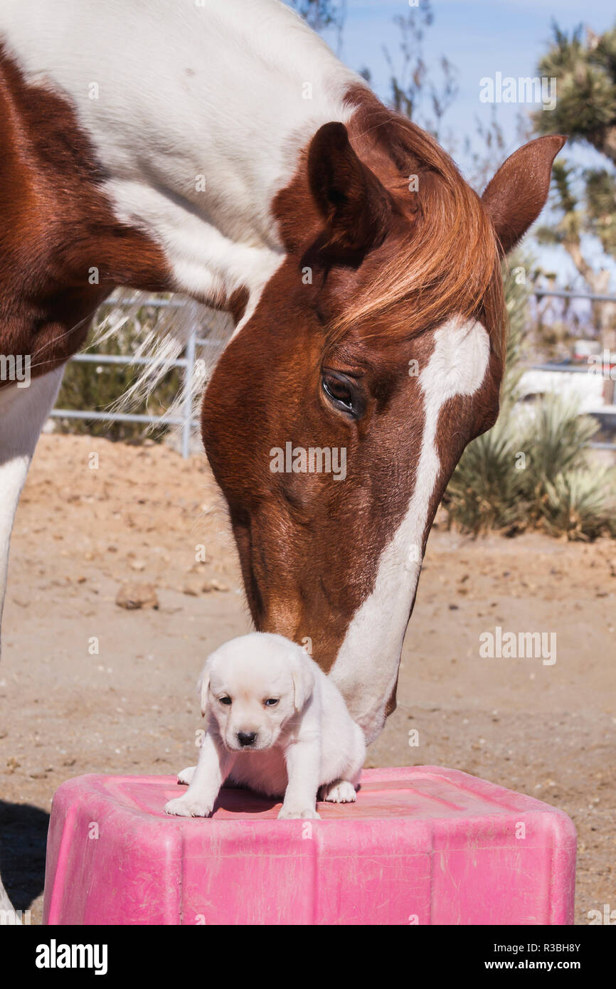 Horse and Yellow Labrador Retriever puppy (PR Stock Photo - Alamy