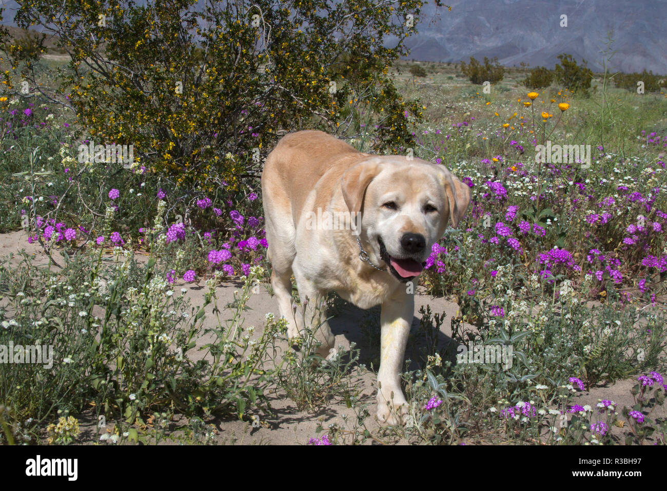 Yellow Labrador Retrievers standing in a field of desert wildflowers ...