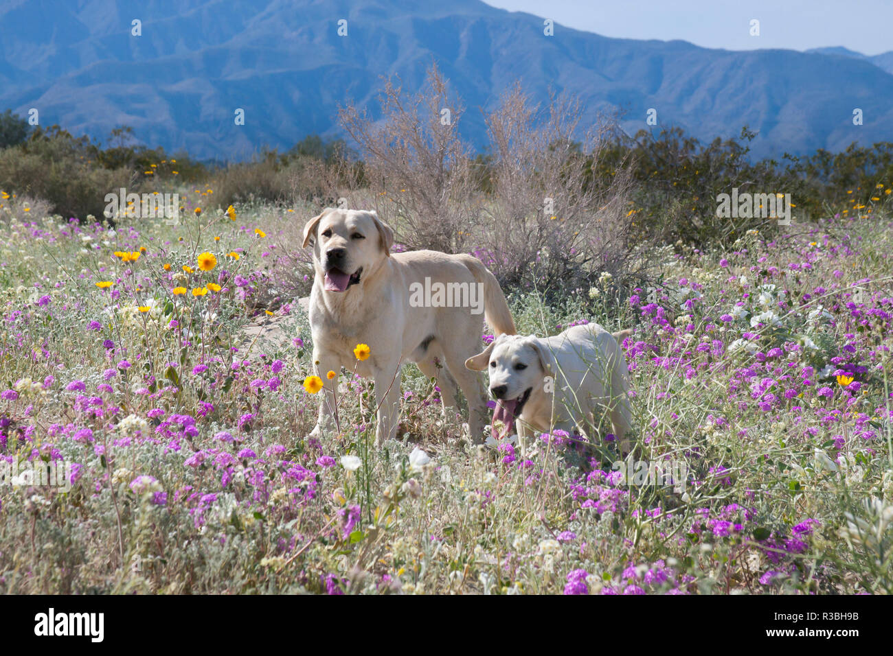 Yellow Labrador Retrievers standing in a field of desert wildflowers ...