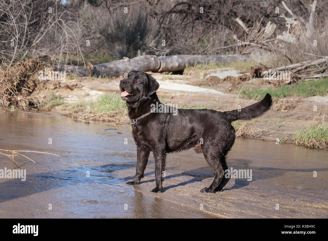 Black labrador retriever standing hi-res stock photography and images ...