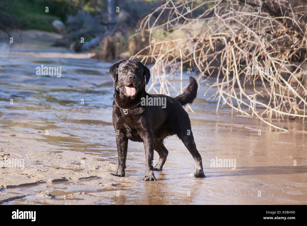 Black labrador retriever standing hi-res stock photography and images ...