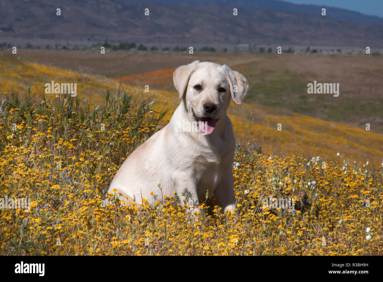 Labrador puppy yellow flowers hi-res stock photography and images - Alamy