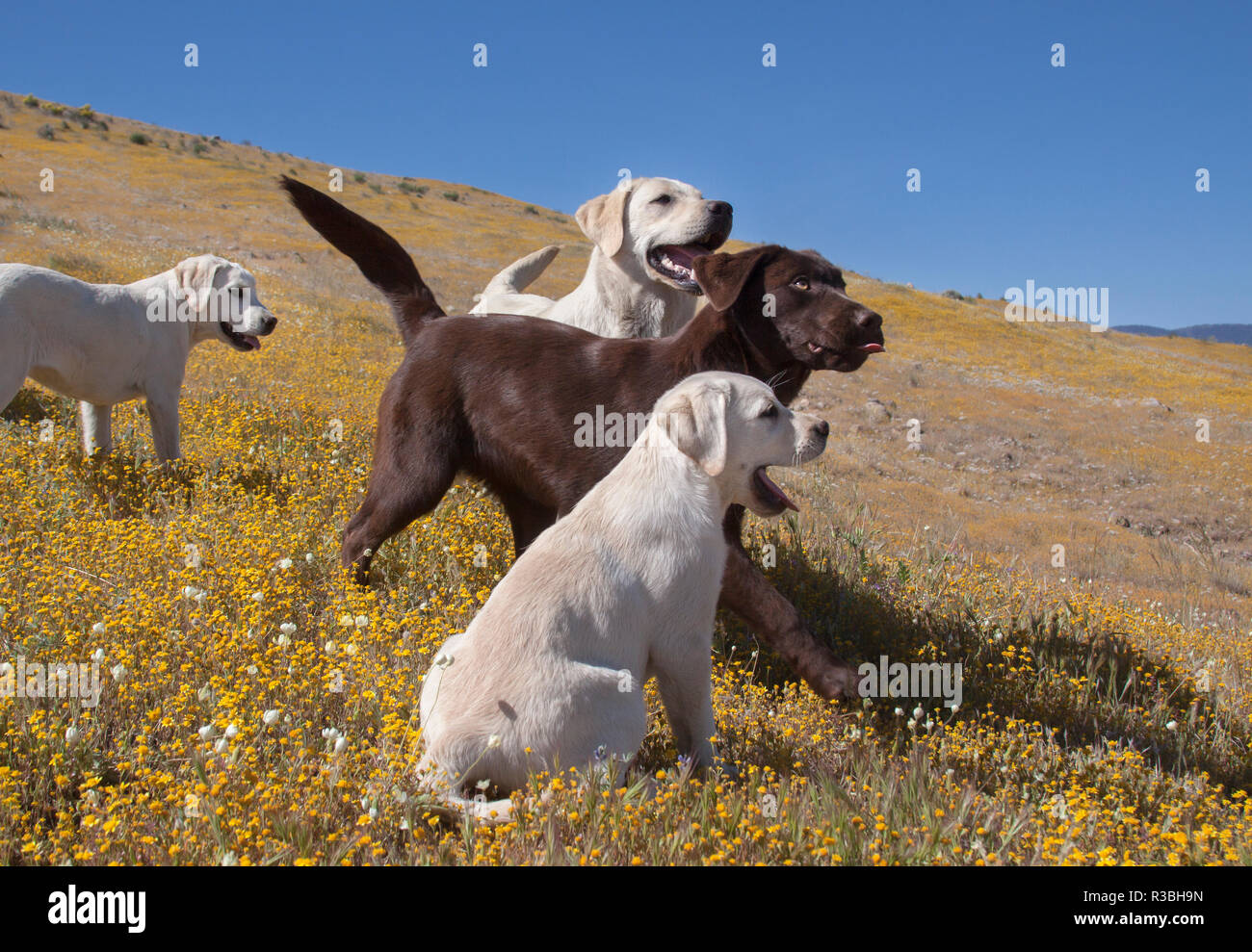 Group of Labrador Retrievers on a hill full of yellow flowers (PR Stock ...