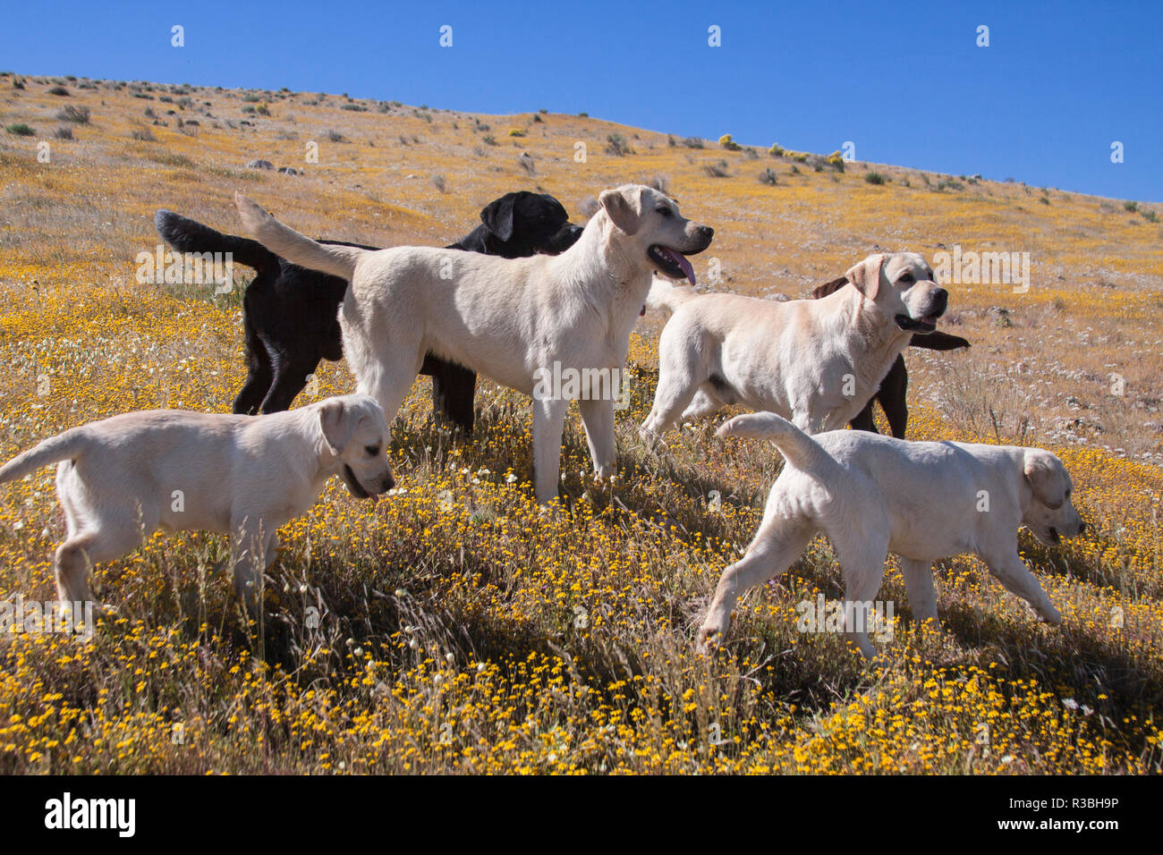 Group of Labrador Retrievers on a hill full of yellow flowers (PR Stock ...