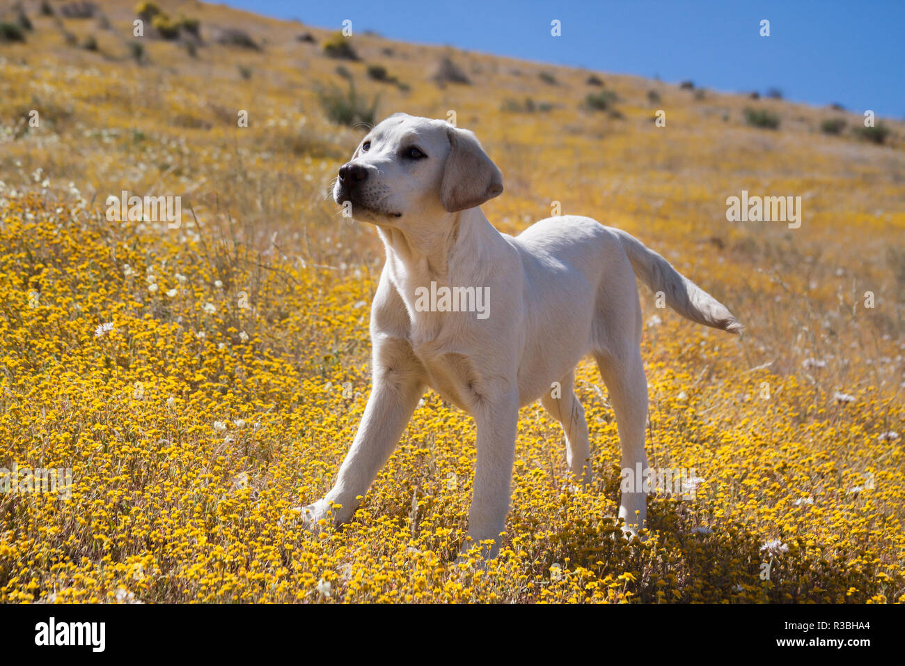 Puppy discovery hi-res stock photography and images - Alamy