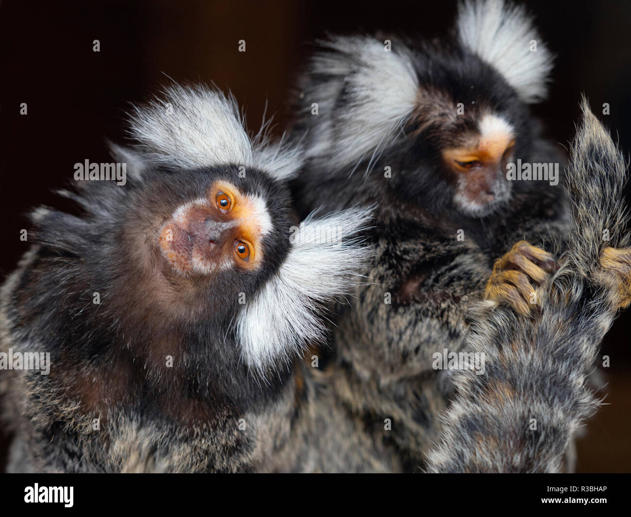 Common marmoset Callithrix jacchus CAPTIVE Stock Photo - Alamy