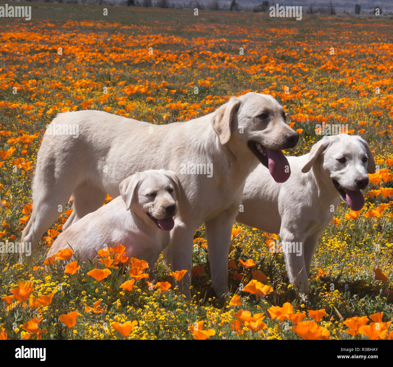 Group of Yellow Labrador Retrievers in field of poppies (PR Stock Photo ...
