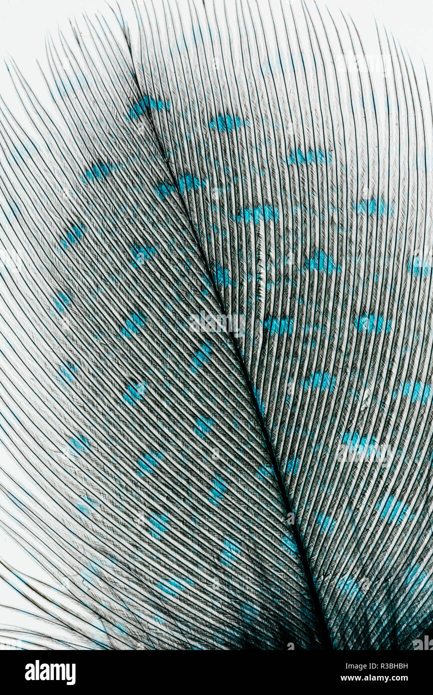 Backlit feather on white background Stock Photo - Alamy