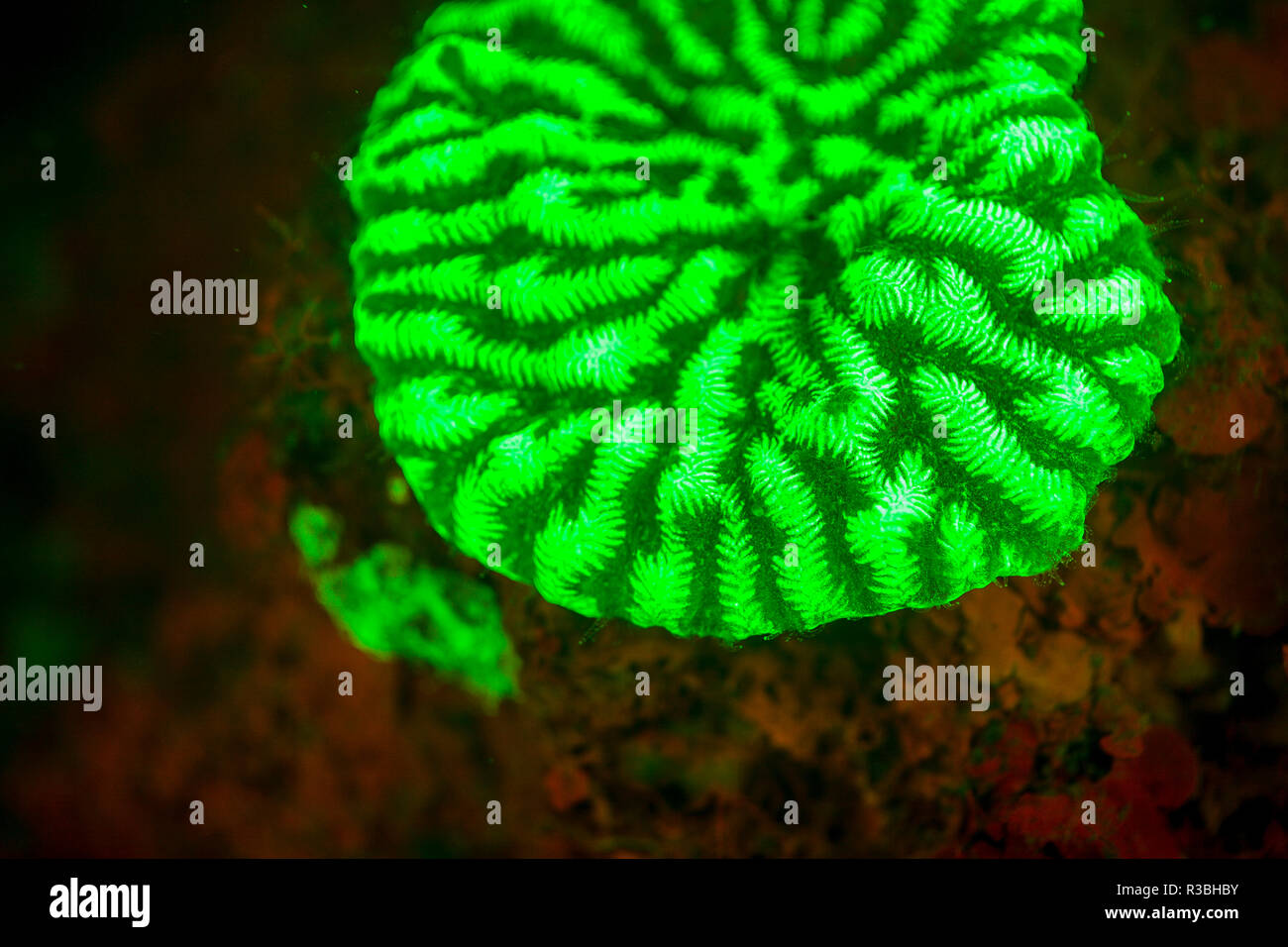 Fluorescence emitted in corals, captured using special barrier filter ...