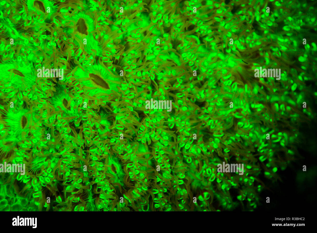 Fluorescence emitted in corals, captured using special barrier filter ...