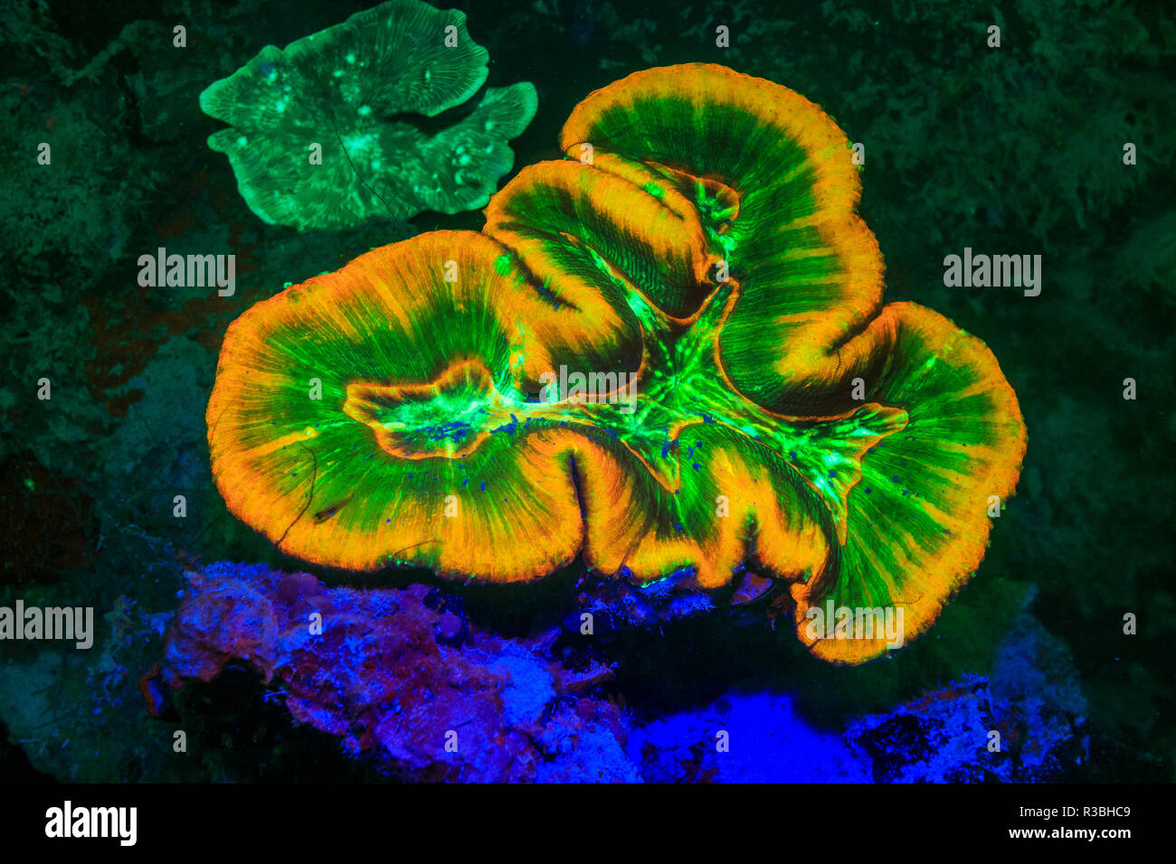 Rose coral hi-res stock photography and images - Alamy