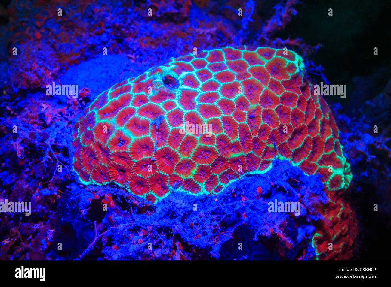Palau ball hi-res stock photography and images - Alamy