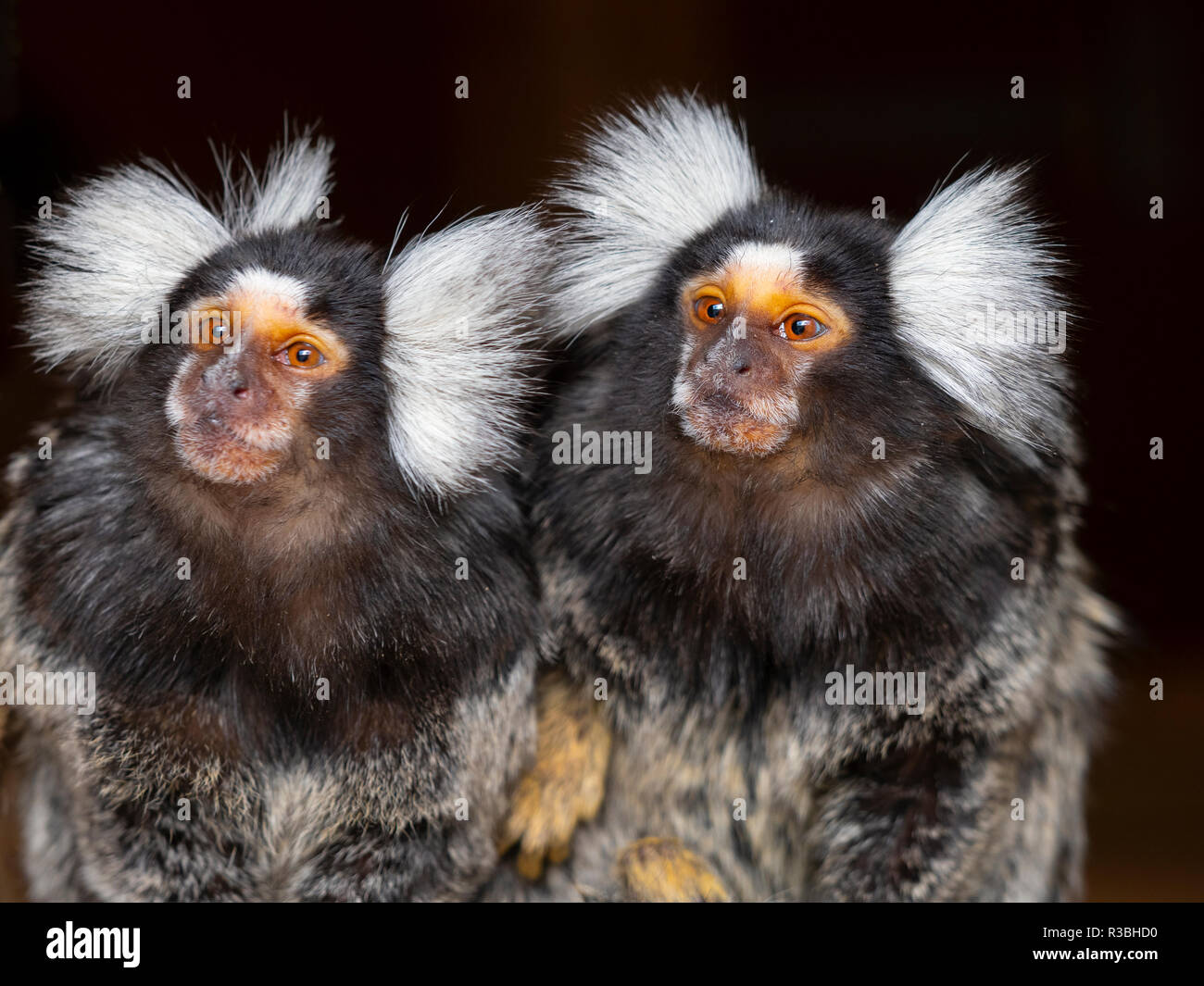 Common marmoset Callithrix jacchus CAPTIVE Stock Photo - Alamy