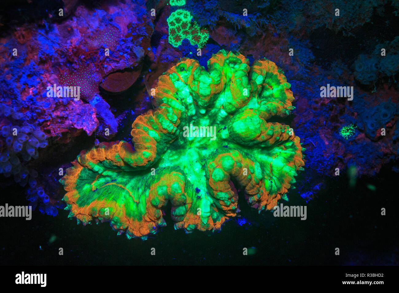 Large Flower Coral (Symphyllia radians), Day Fluorescing, Palau, Rock ...