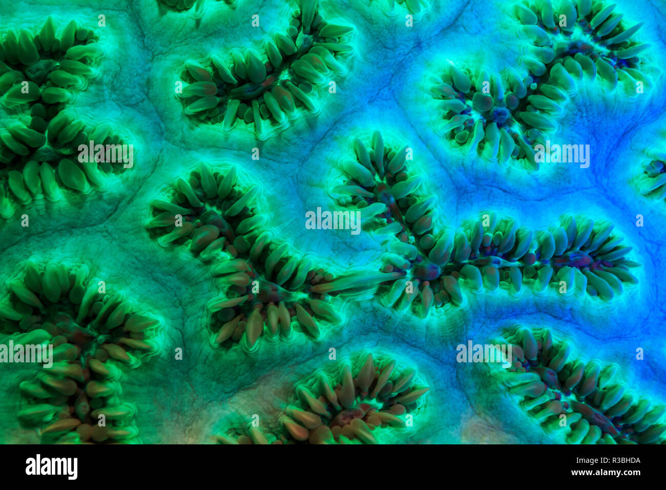 Flower Micronesia High Resolution Stock Photography and Images - Alamy