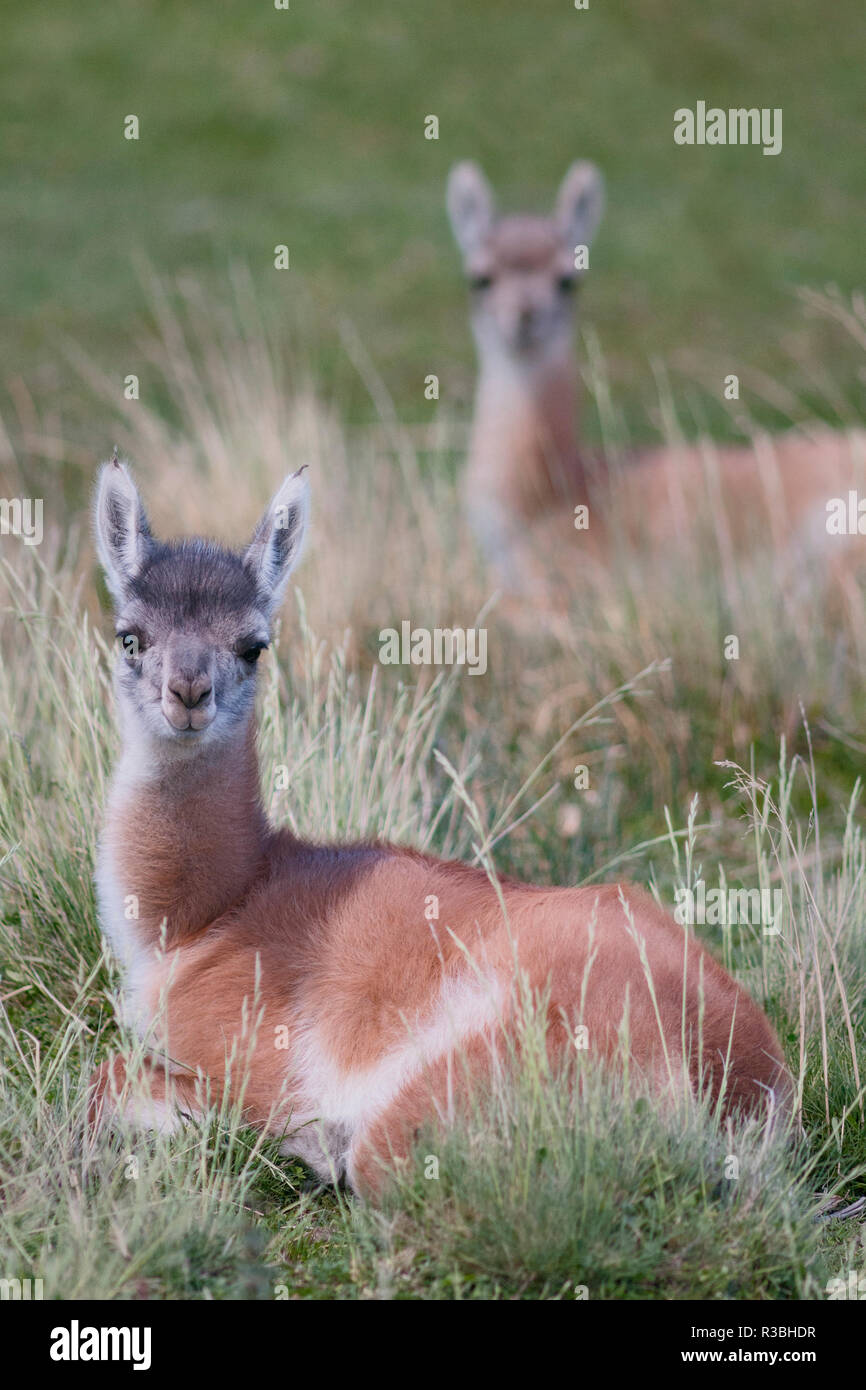 Patagonia, South America. Two young guanacos, called Chulengo Stock ...
