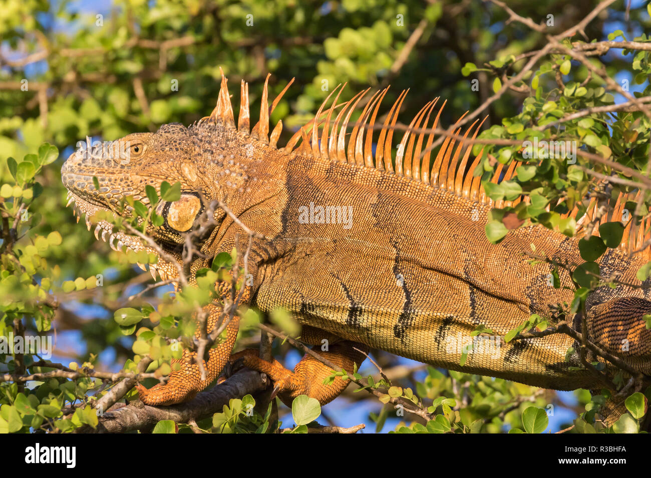 Male Green Iguana (Iguana iguana) in breeding plumage, Crooked Tree ...