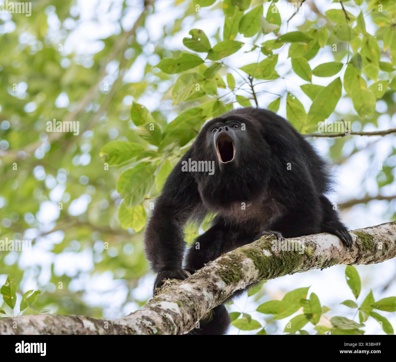 Adult male Black Howler monkey (Alouatta Caraya), vocalizing, Community ...