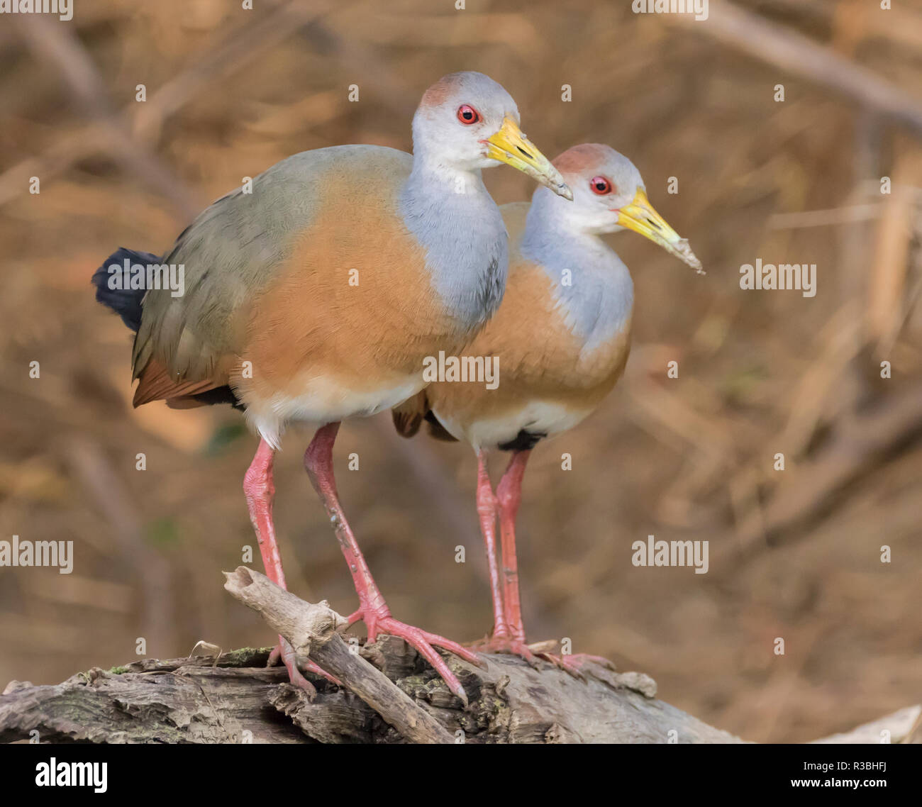Gray-necked Wood-rail (Aramides cajaneus), Belize river near Bermudian ...