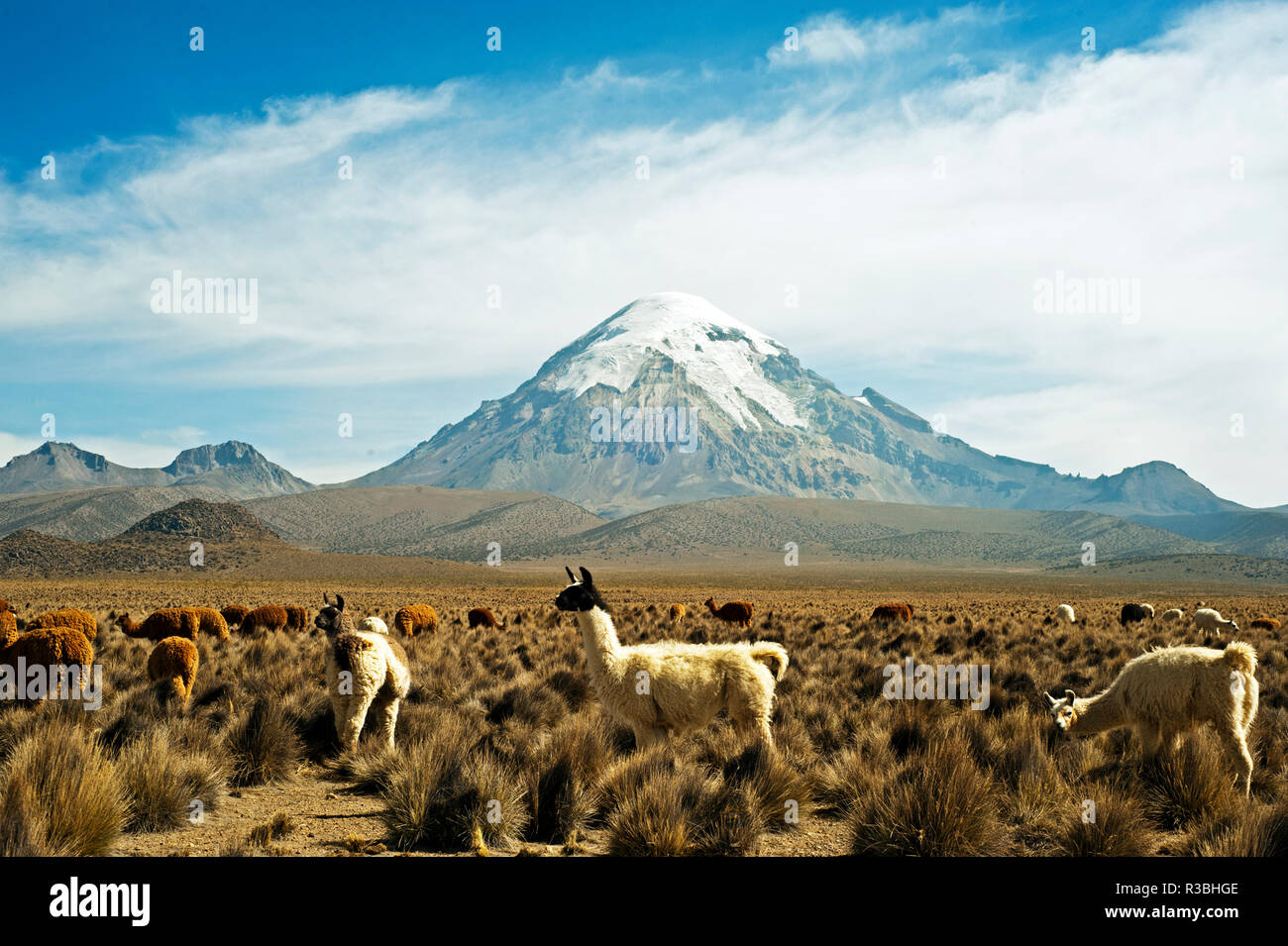 Llamas with snowcapped volcano Sajama, Sajama National Park, Bolivia ...