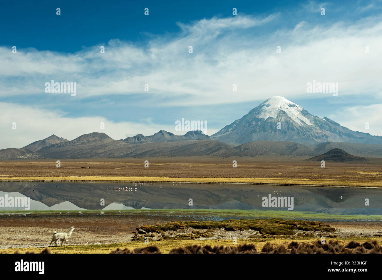 Sajama national park hi-res stock photography and images - Alamy