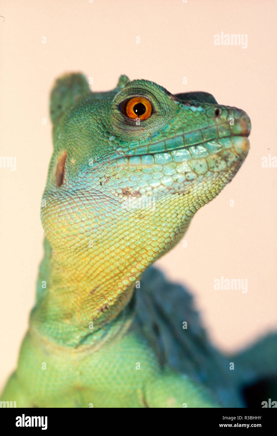Basiliscus sp hi-res stock photography and images - Alamy