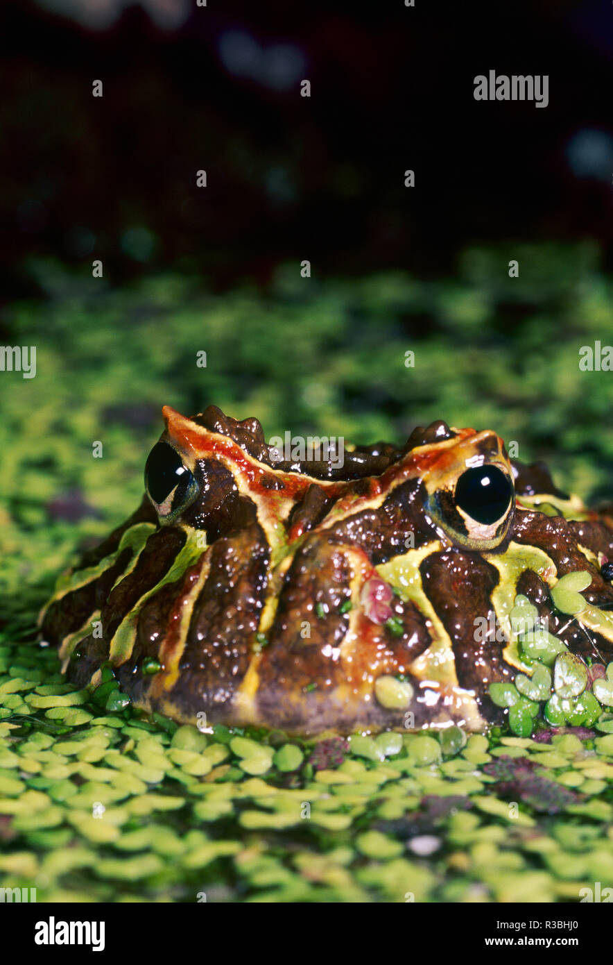 Cranwell's horned frog (Ceratophrys cranwelli), Brazil rainforest Stock ...